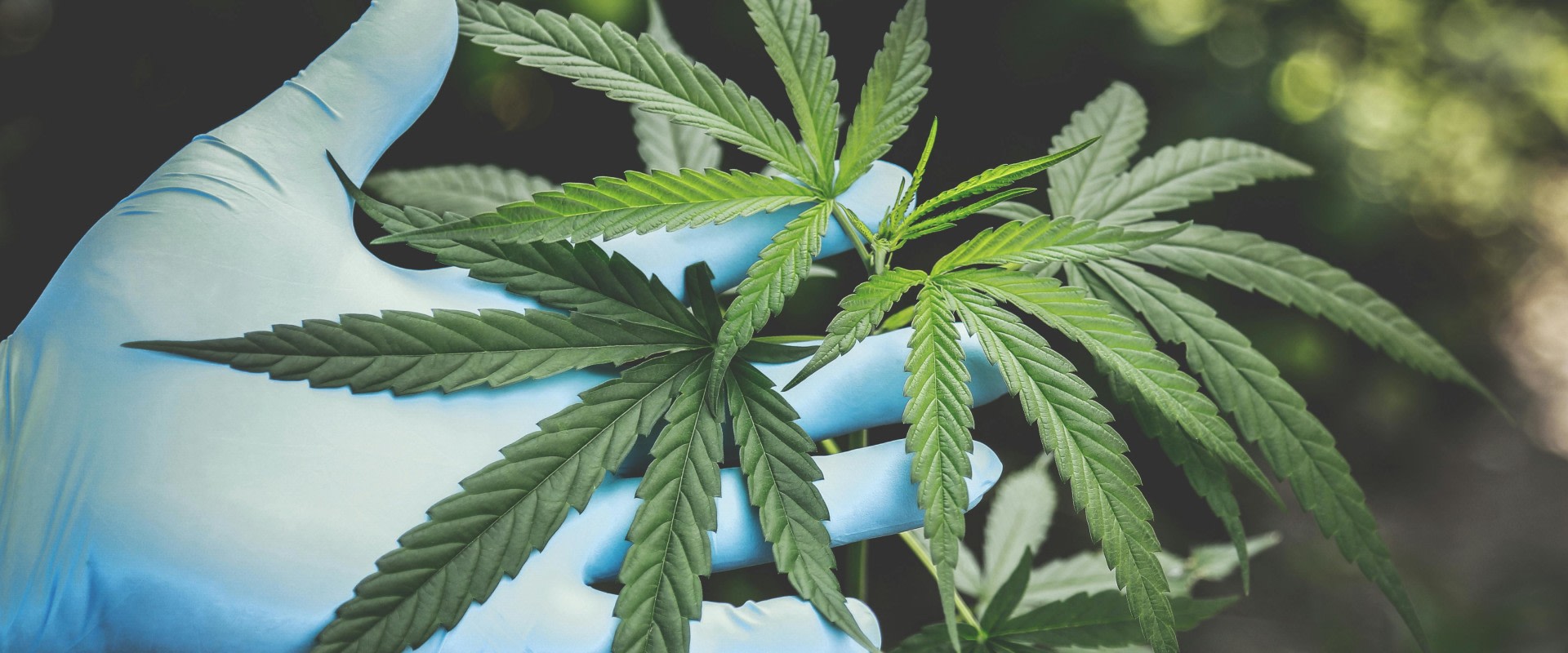 Exploring The Benefits: How THC Oil Enhances Your Raw Cone Experience